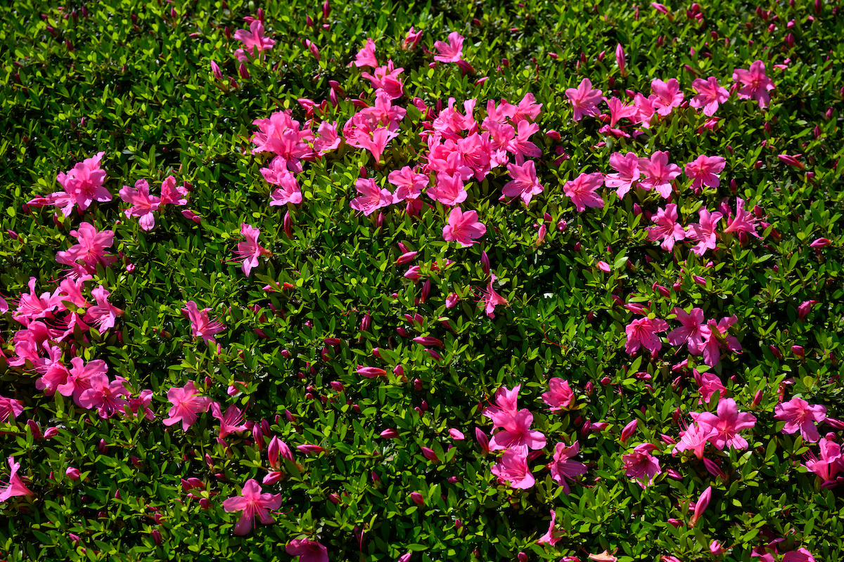 LCMS International Mission in Japan - Engage